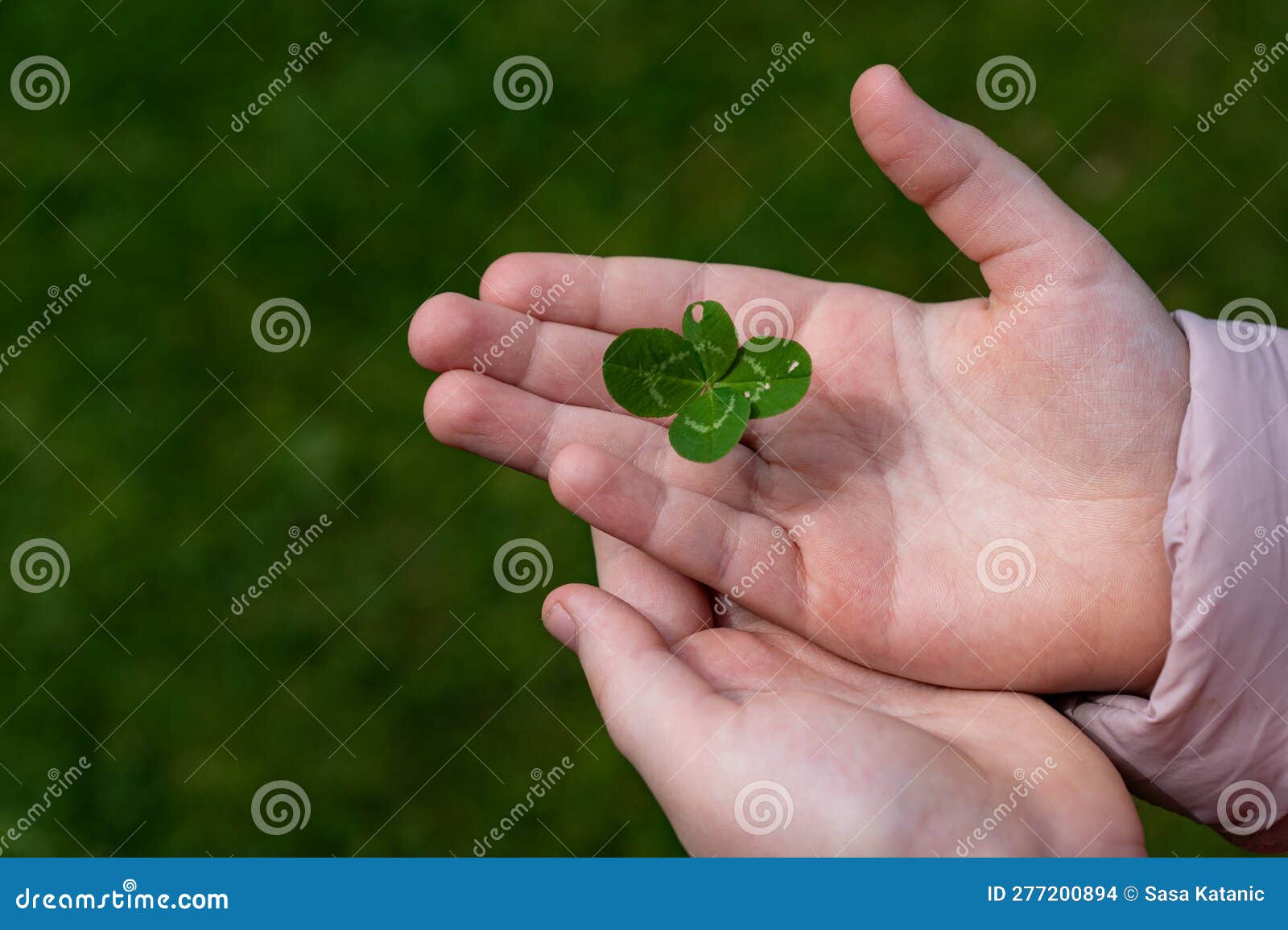 Four-leaf Clover, Holding a Child in His Hand Stock Photo - Image of ...