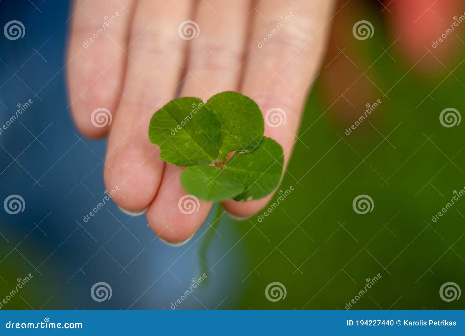Four Leaf Clover Held in Hand Stock Photo - Image of copy, decoration ...