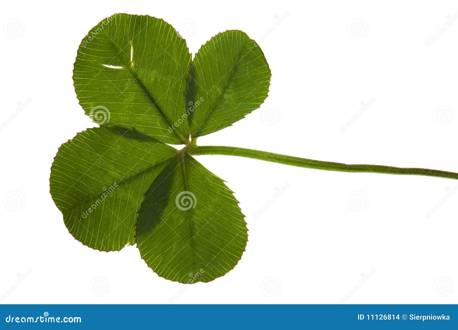 Four Leaf Clover Isolated on the White Background Stock Photo - Image ...