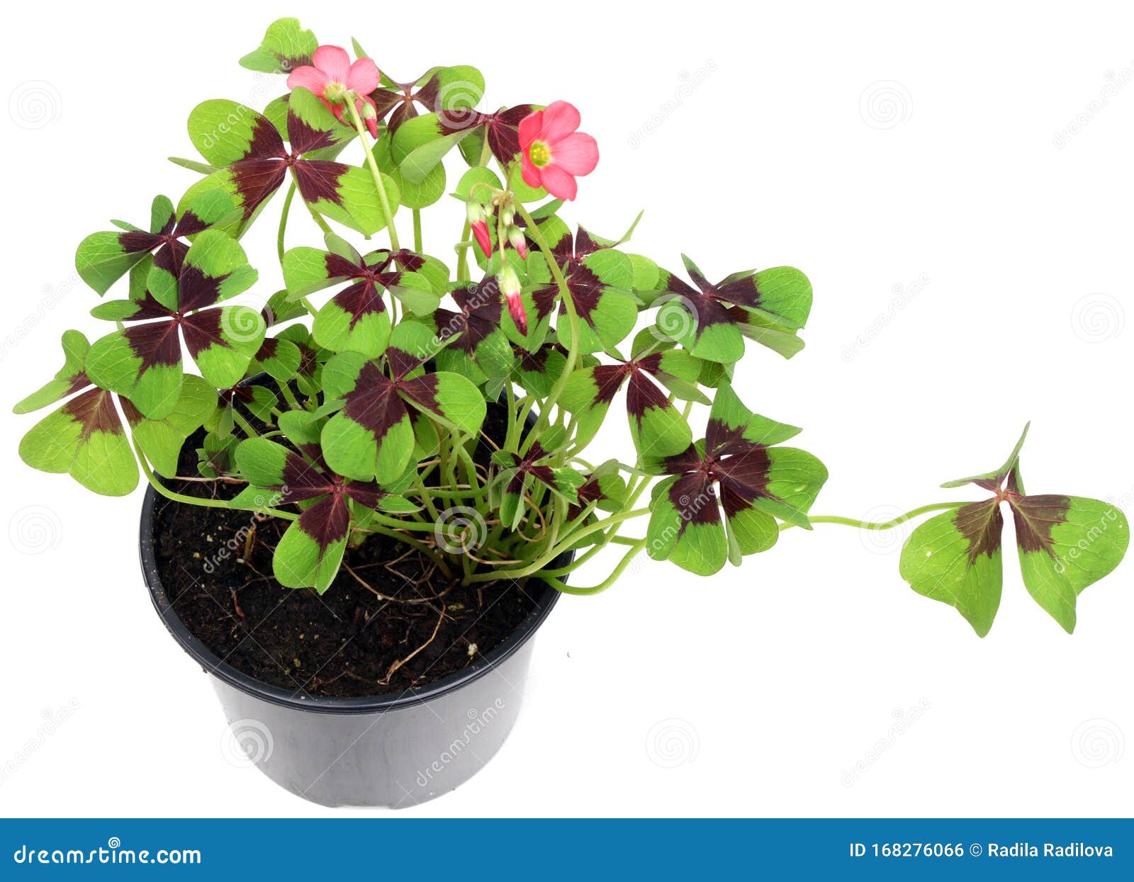Four Leaf Clover. Four Leaves Clovers Blooming in Pot on White ...