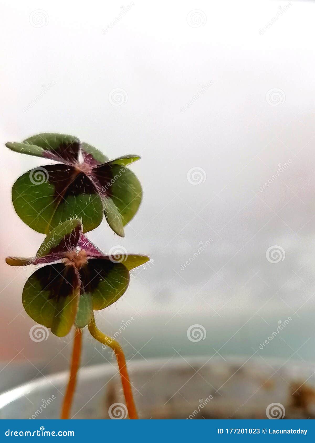 Four-leaf Clover Love, Spring First Romantic Couple Stock Image - Image ...