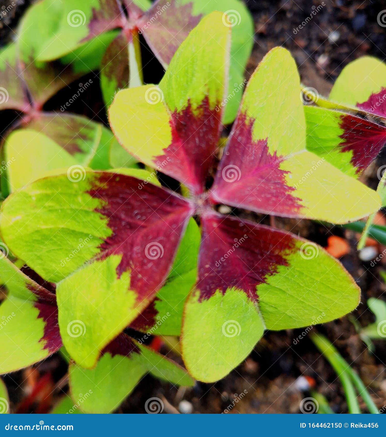 A Four-leaf Clover - Lucky Charm Stock Photo - Image of future, nature ...
