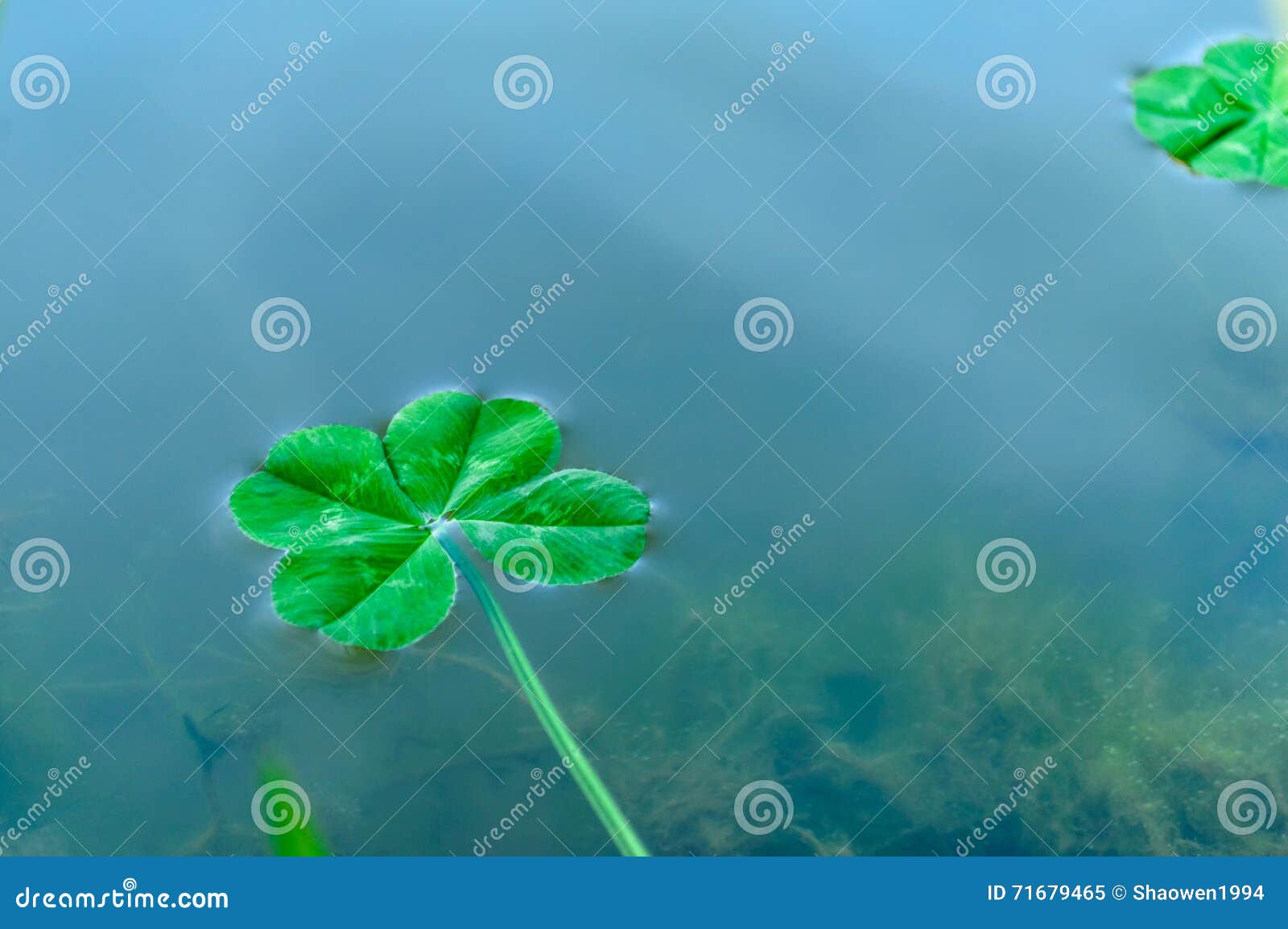 Four Leaf Clover Over Water 2 Stock Image - Image of float, lake: 71679465