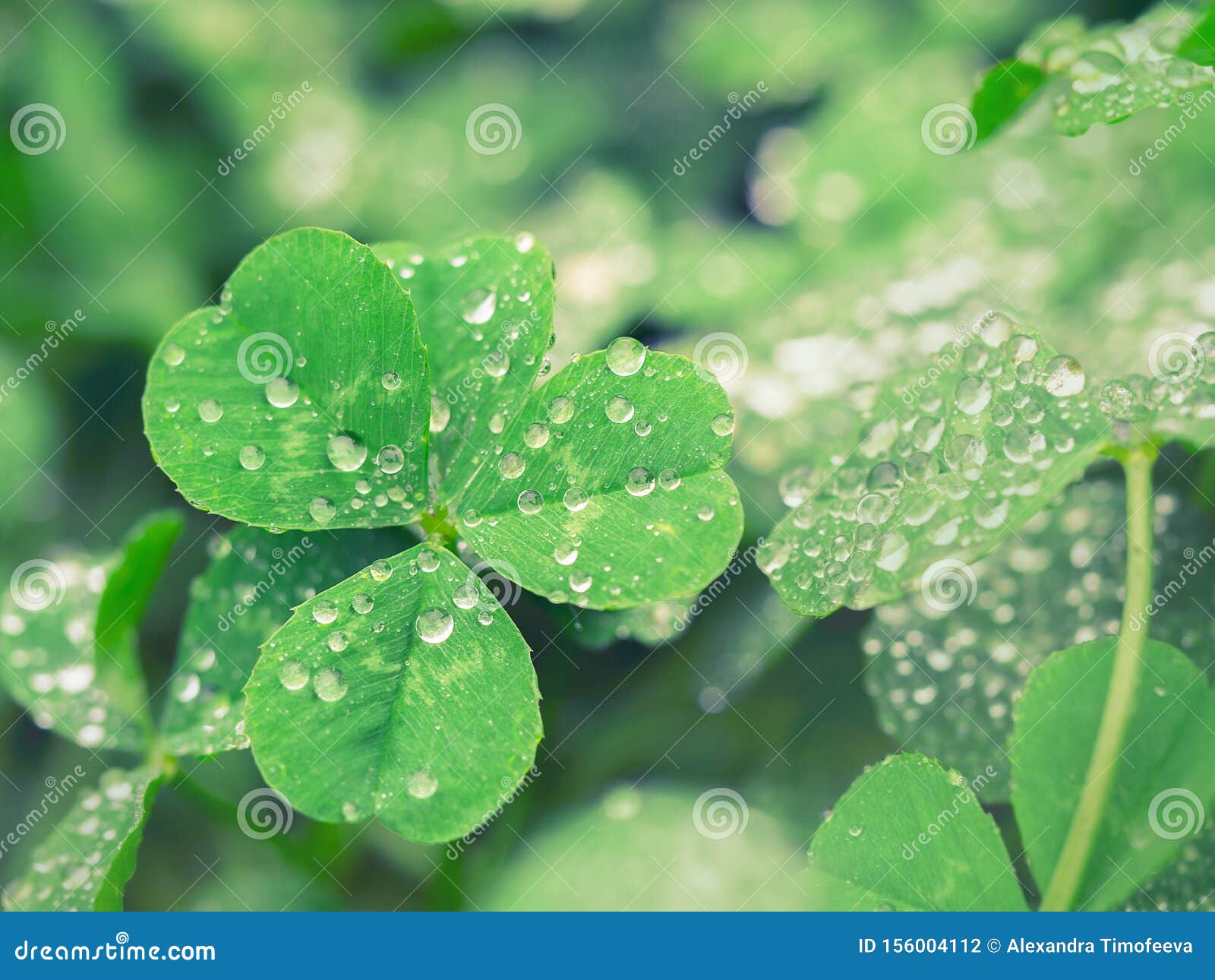 Four Leaf Clover with Pearls of Dew Drops Stock Photo - Image of lucky ...