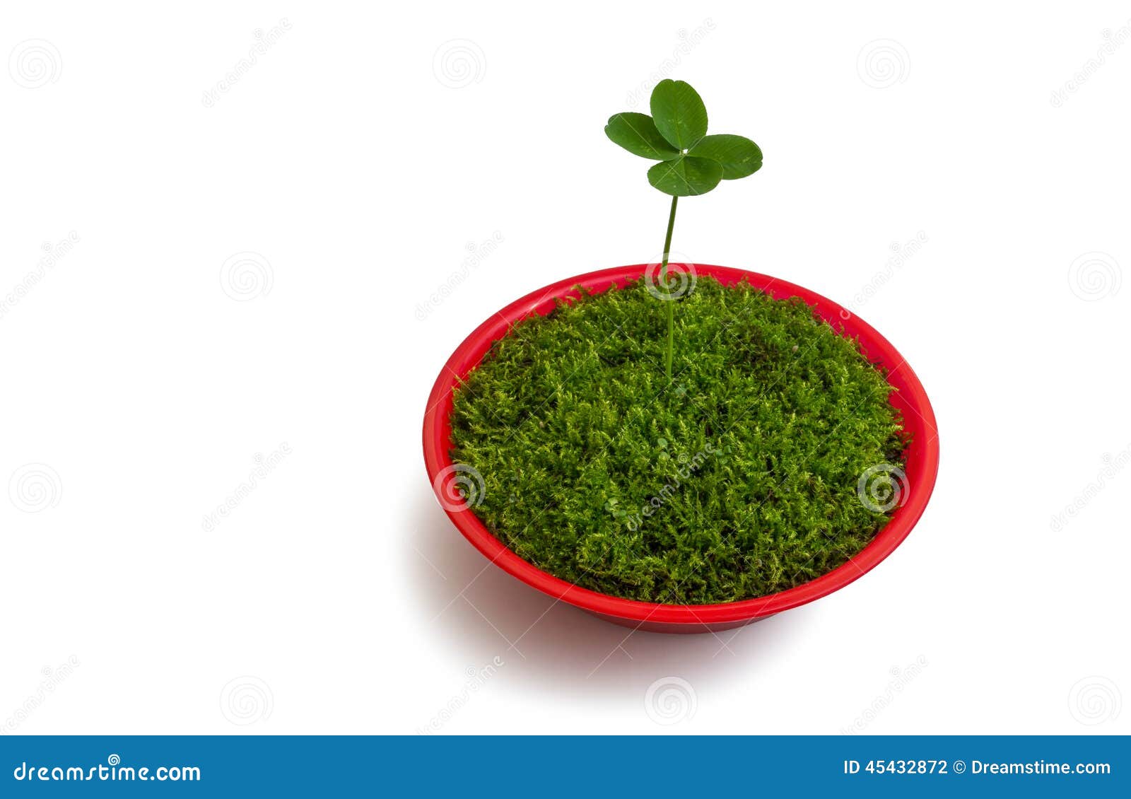Four-leaf clover in a pot stock photo. Image of fourleaf - 45432872