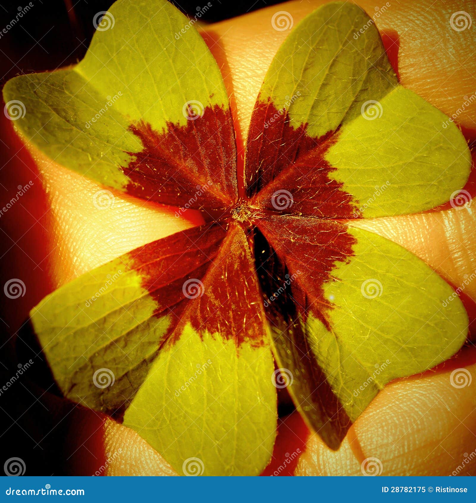 Four Leaf Clover,shamrock stock image. Image of magic - 28782175