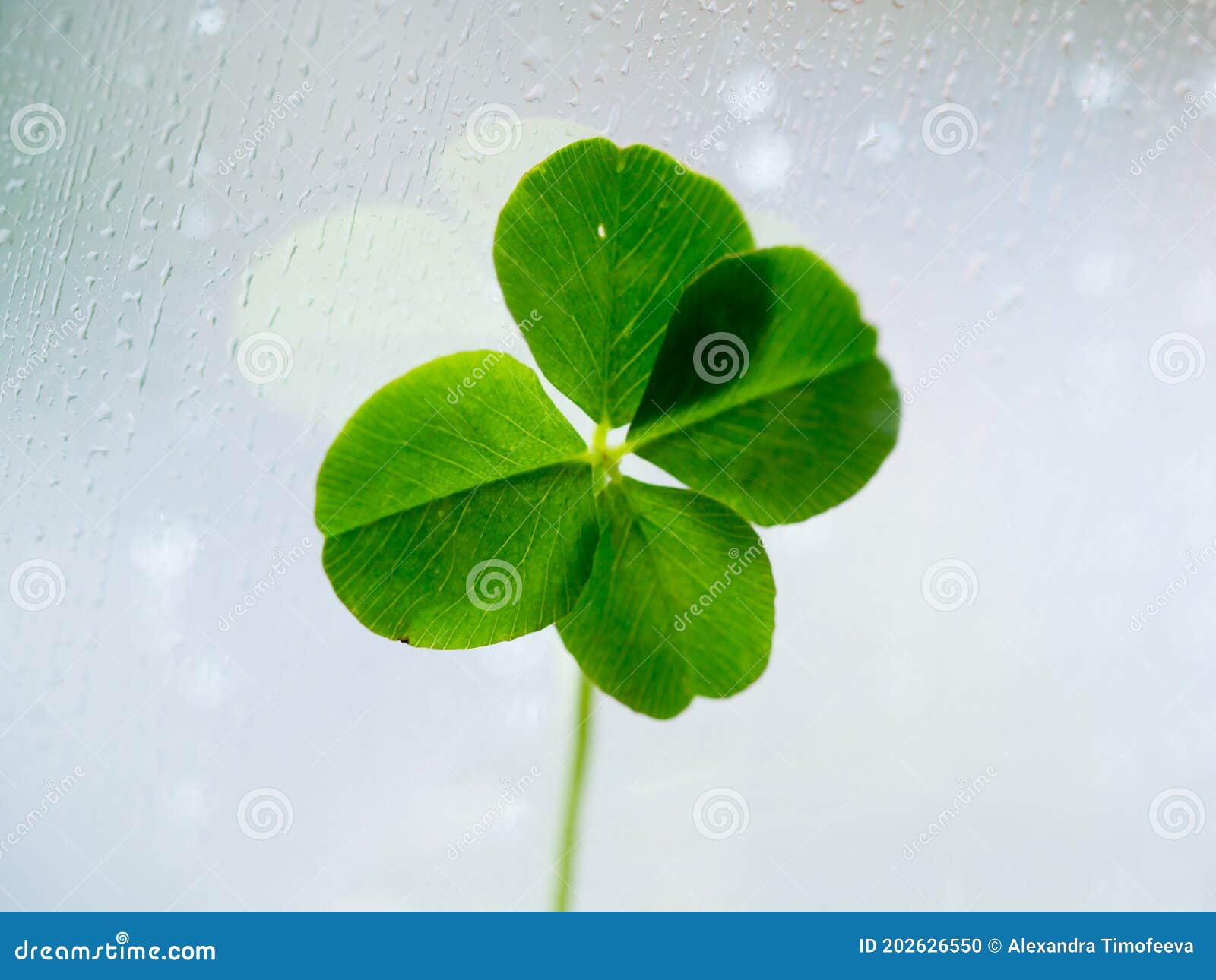 Four Leaf Clover on Soft Nature Background Stock Photo - Image of drop ...