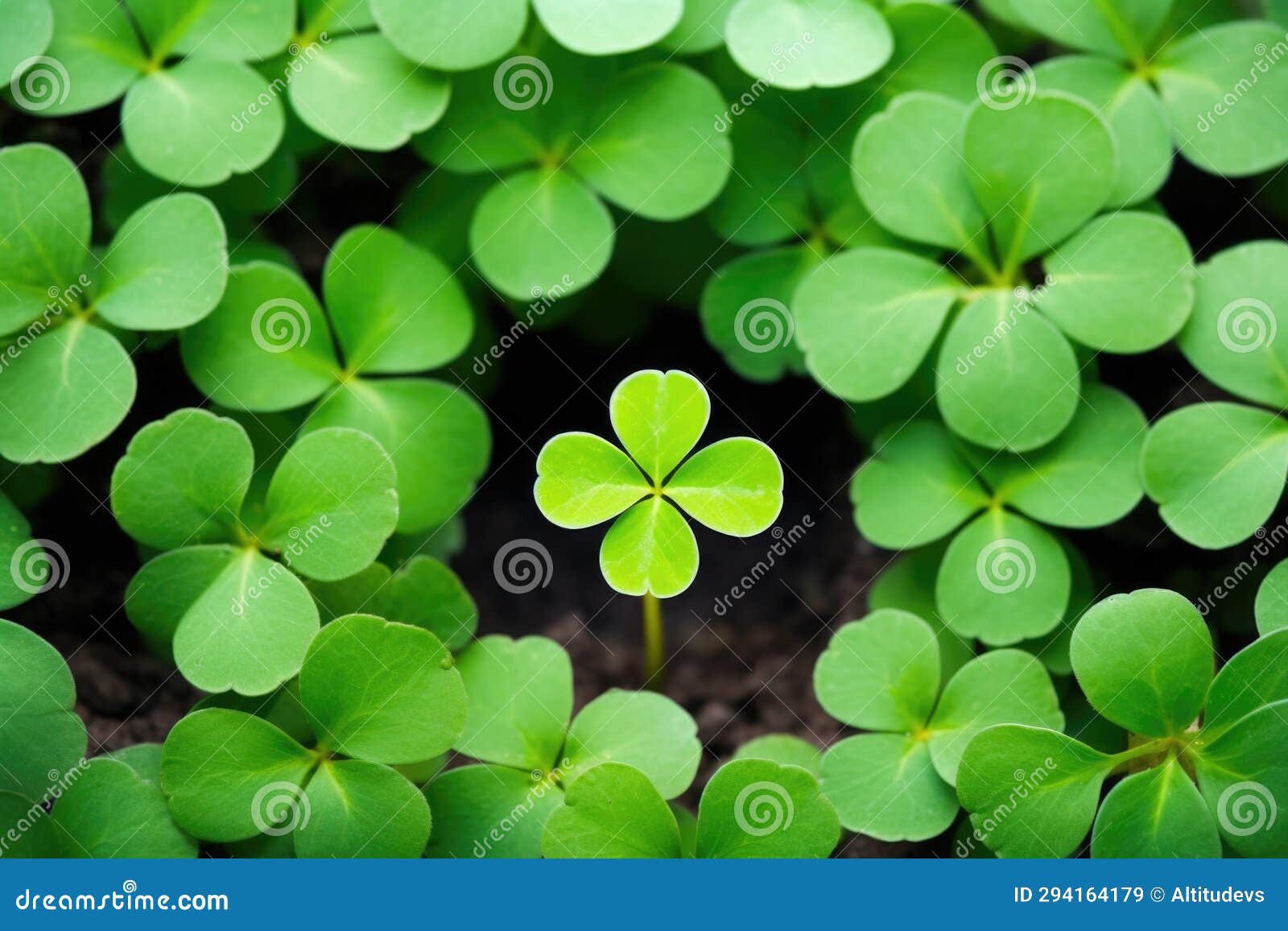 A Four-leaf Clover Surrounded by Three-leaf Clovers Stock Illustration ...