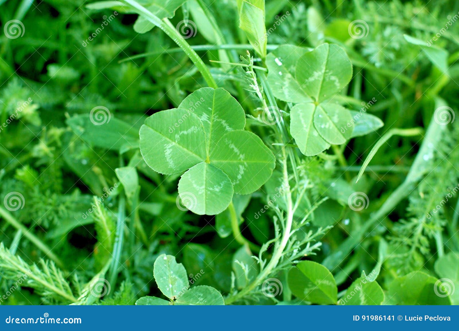 Four Leaf Clover, Symbol of Good Luck Stock Image - Image of clover ...