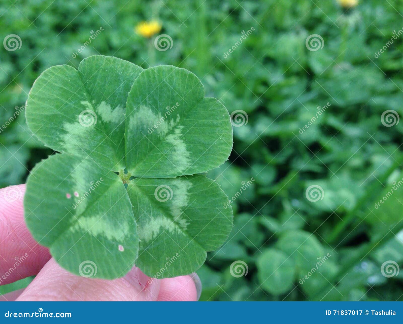 Four leaf clover stock image. Image of finger, fortune - 71837017