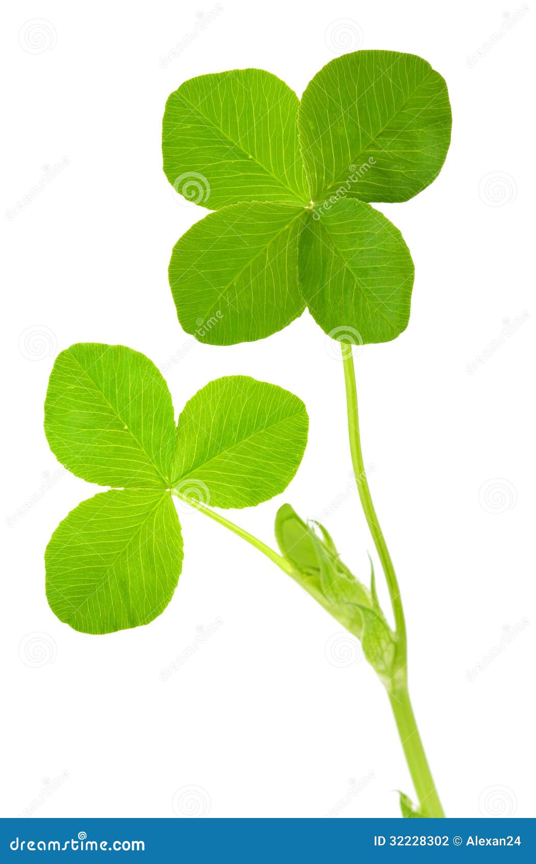 Four leaf clover stock photo. Image of irish, white, clover - 32228302