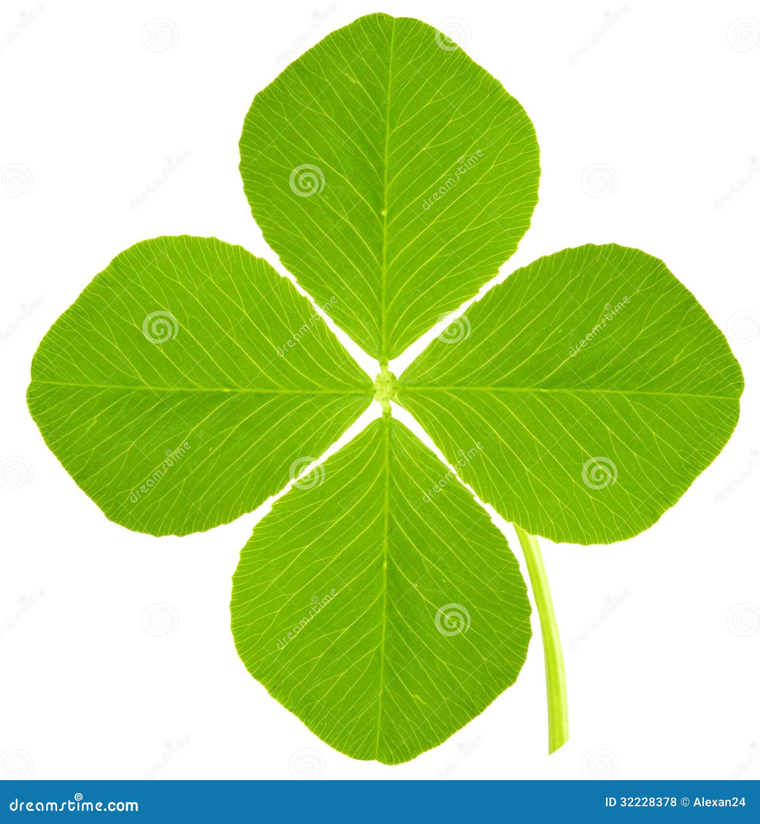 Four leaf clover stock photo. Image of color, shape, white - 32228378