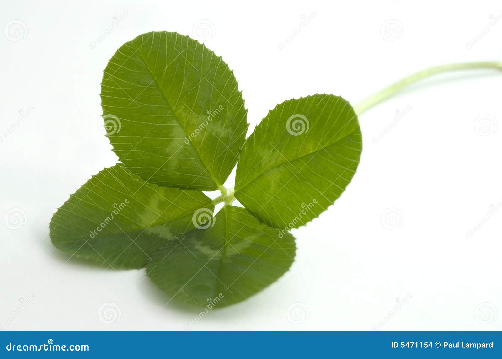Four leaf clover on white stock photo. Image of clover - 5471154