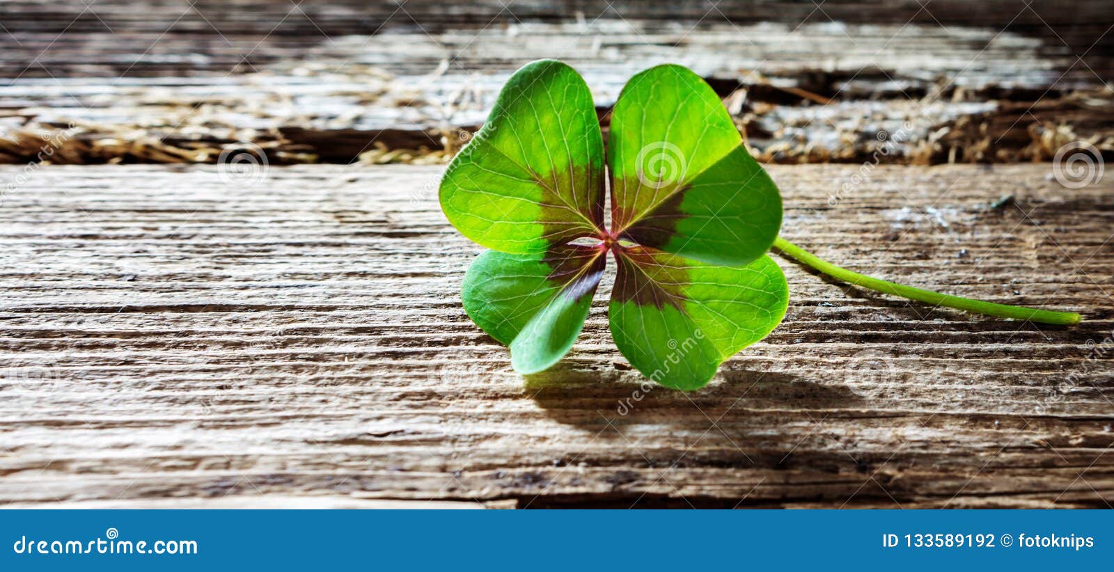 Four-leaf Clover on Wood with Copy Space, Banner Stock Photo - Image of ...
