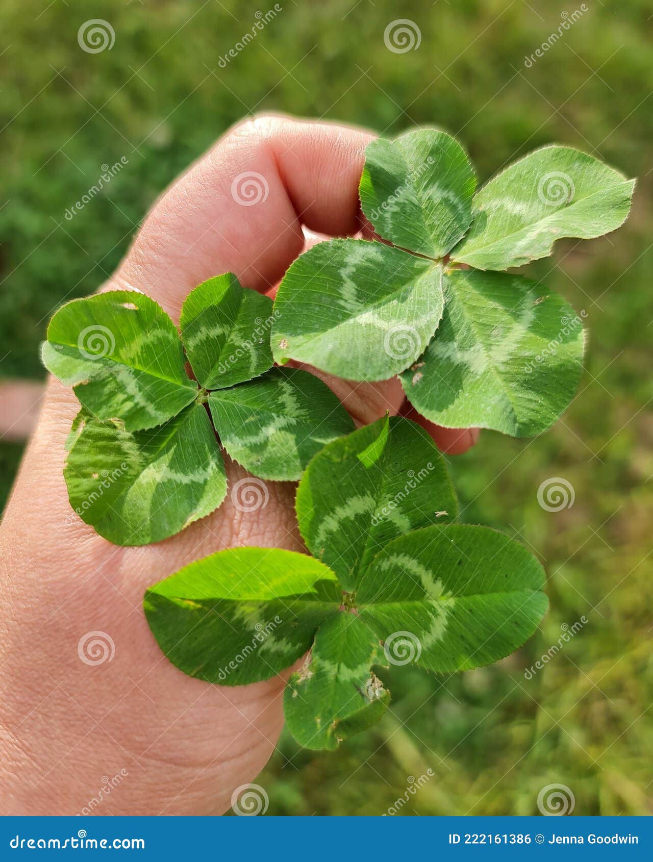 Four leaf clovers stock photo. Image of ireland, lucky - 222161386