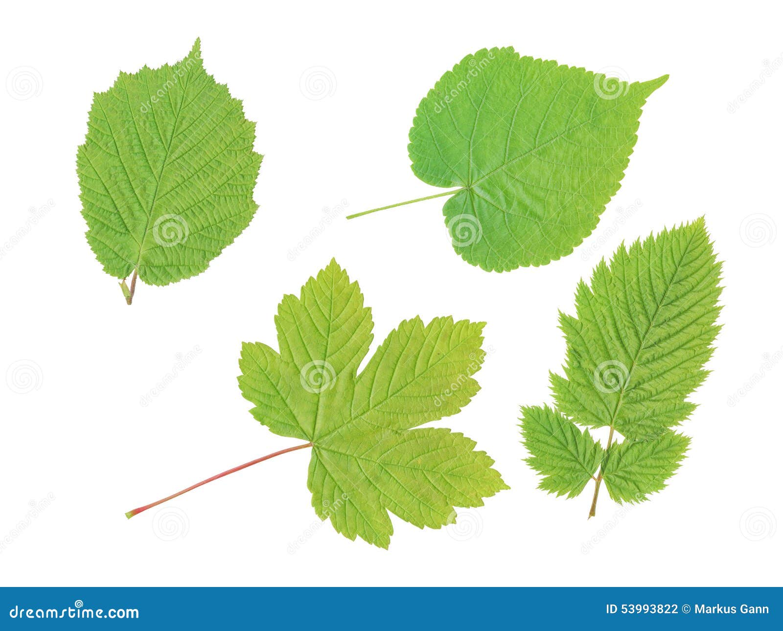Four leaf stock photo. Image of summer, isolated, leaves - 53993822