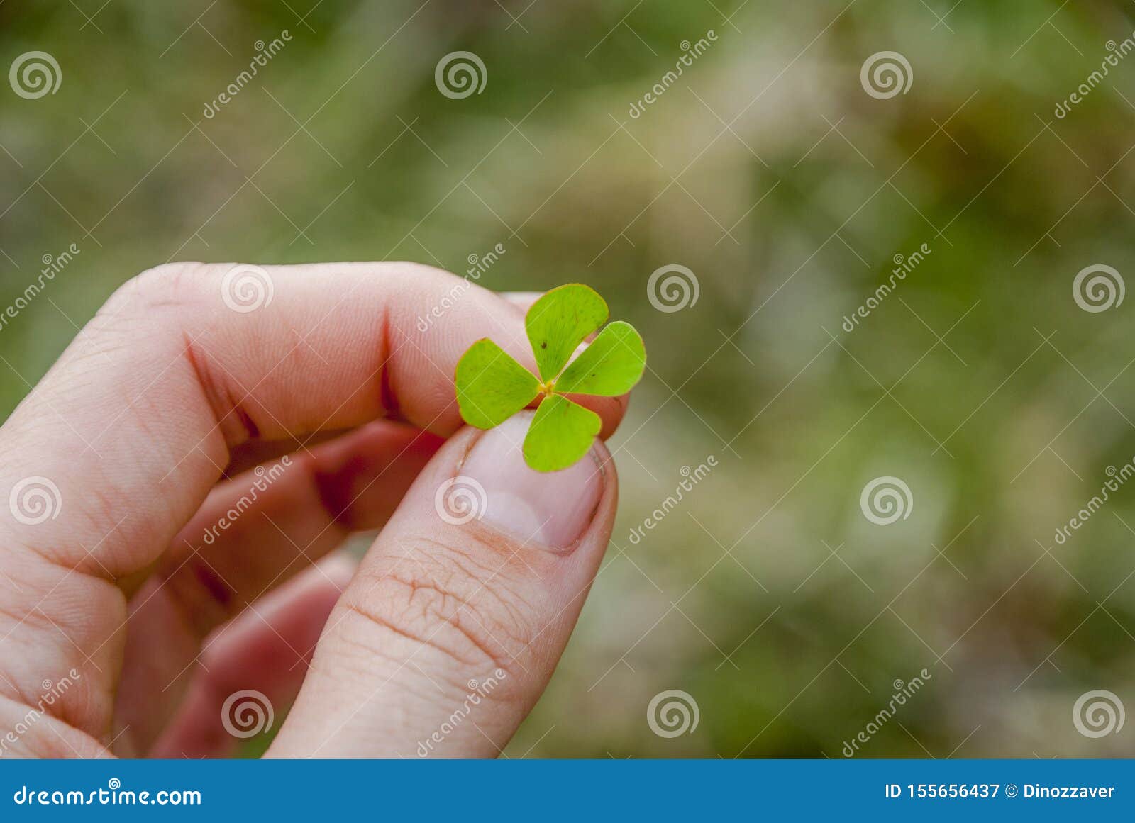 Four leaf shamrock in hand stock image. Image of environment - 155656437