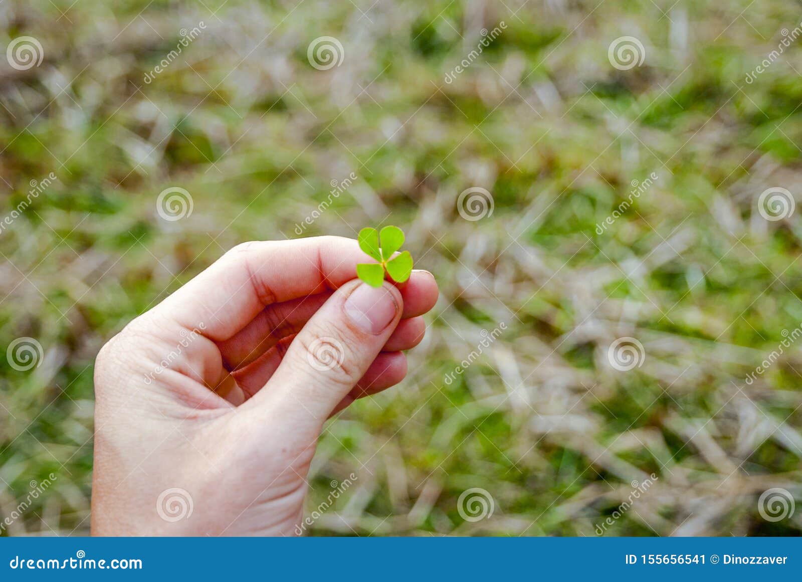 Four leaf shamrock in hand stock image. Image of hand - 155656541