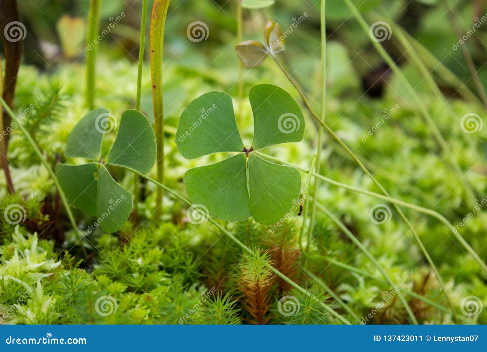 Four Leaf Water Clover stock image. Image of closeup - 137423011