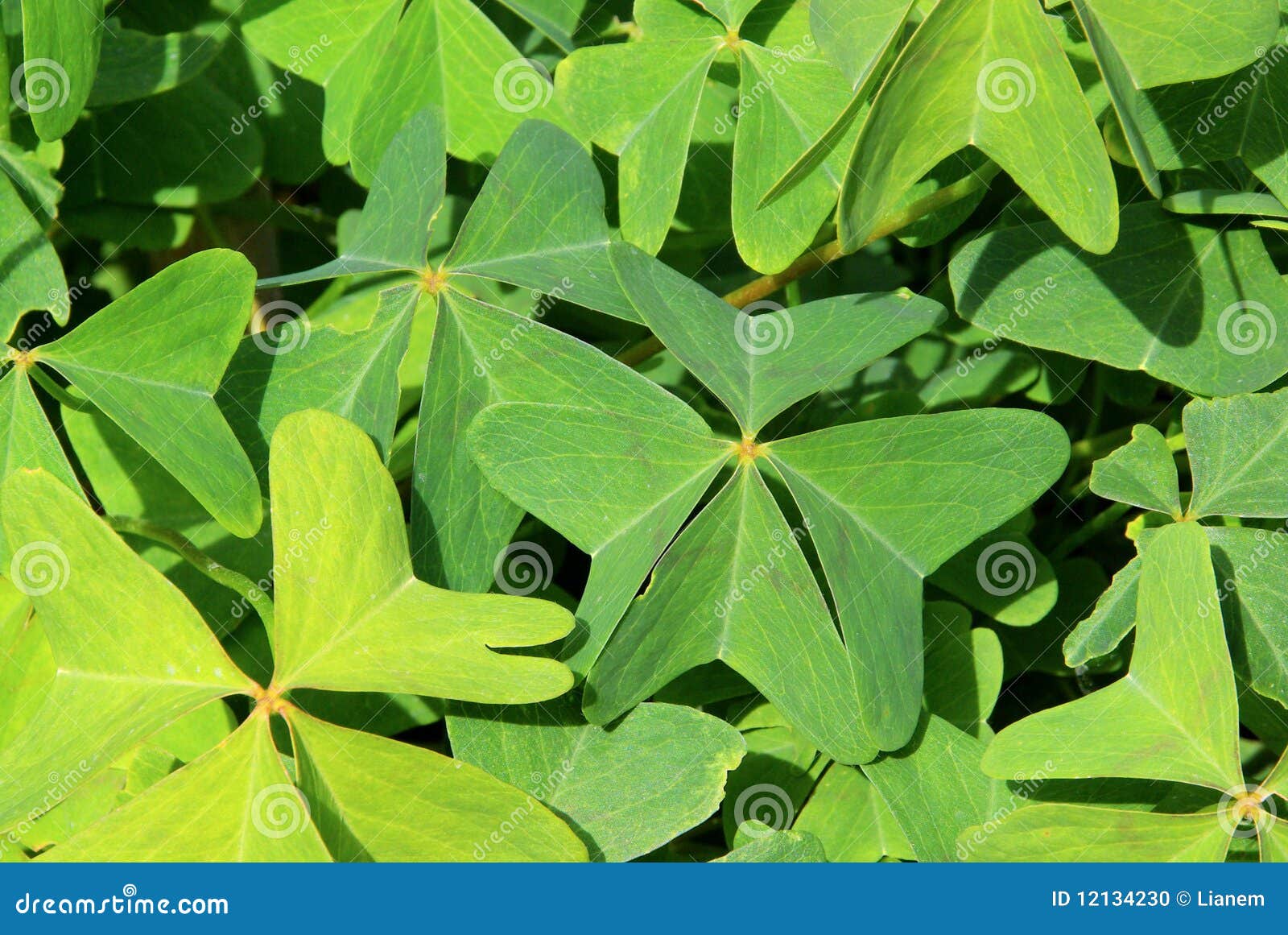 Four leafed clover stock photo. Image of good, clover - 12134230