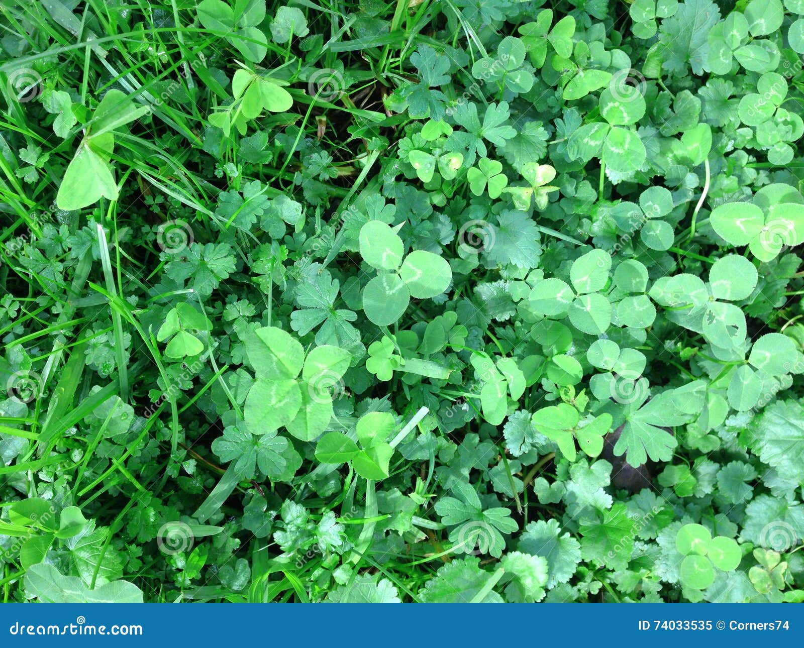 Four Leafed Clover Growing in a Paddock Stock Image - Image of paddock ...