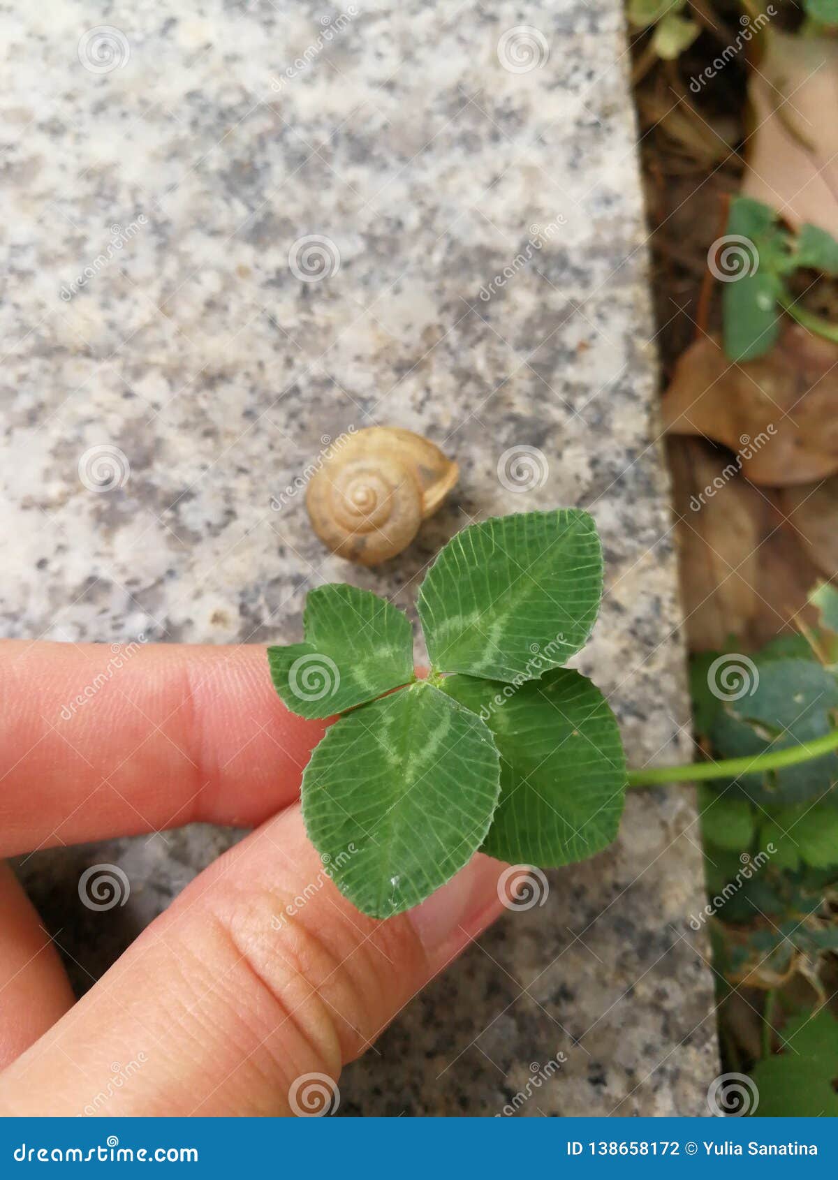 Fur Leaves Clover and Vortex Shell Stock Photo - Image of stone, shell ...