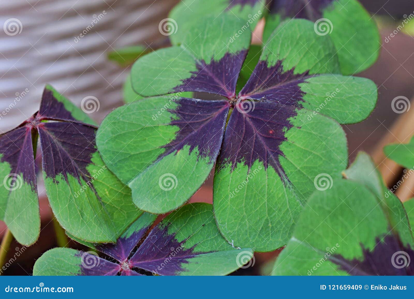 Four leafed clover macro stock image. Image of leafed - 121659409