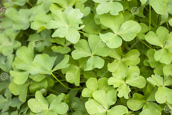 Four leave clover stock image. Image of flower, good - 302831895