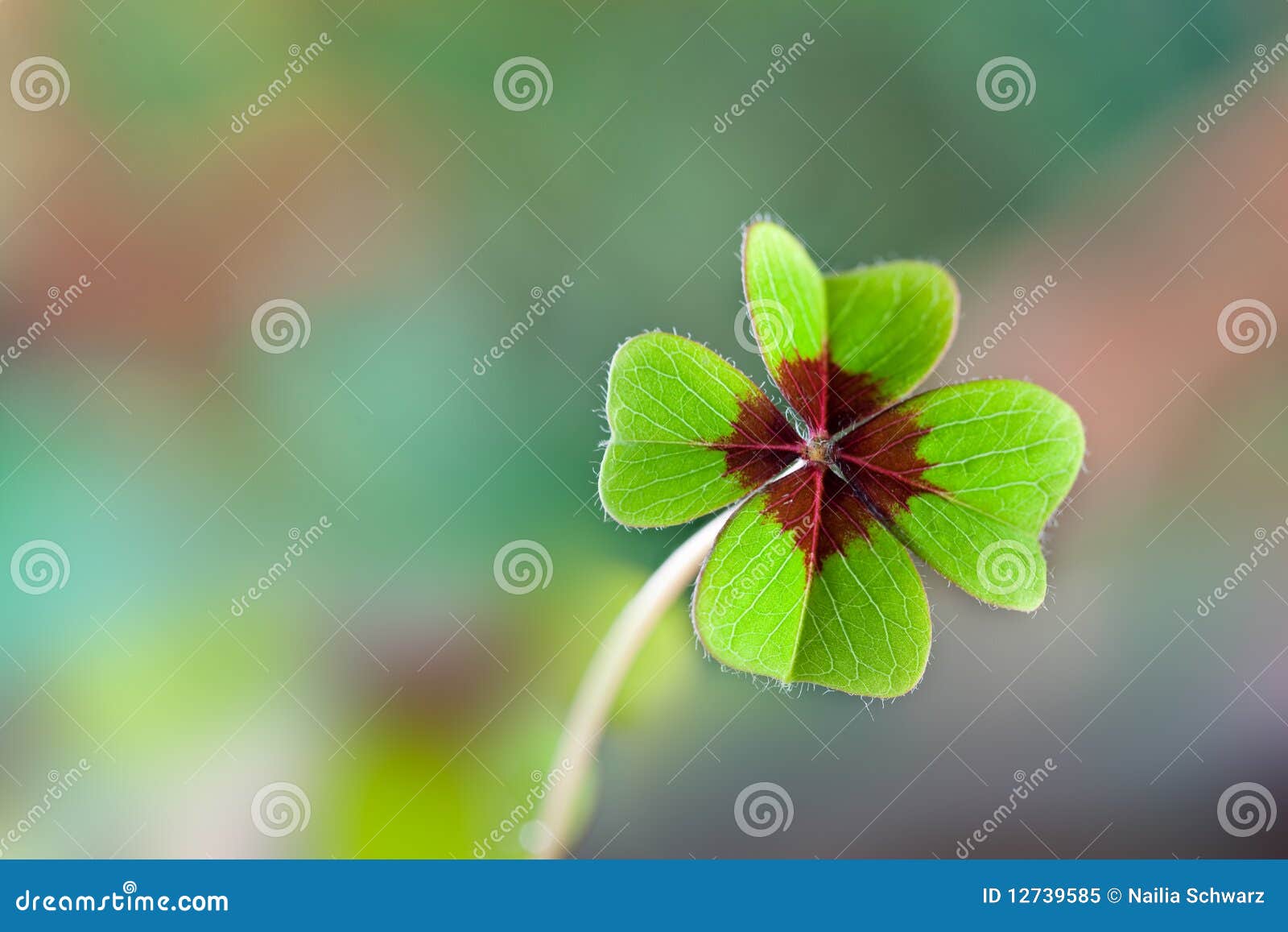 Four - Leaved Clover stock image. Image of good, leaf - 12739585
