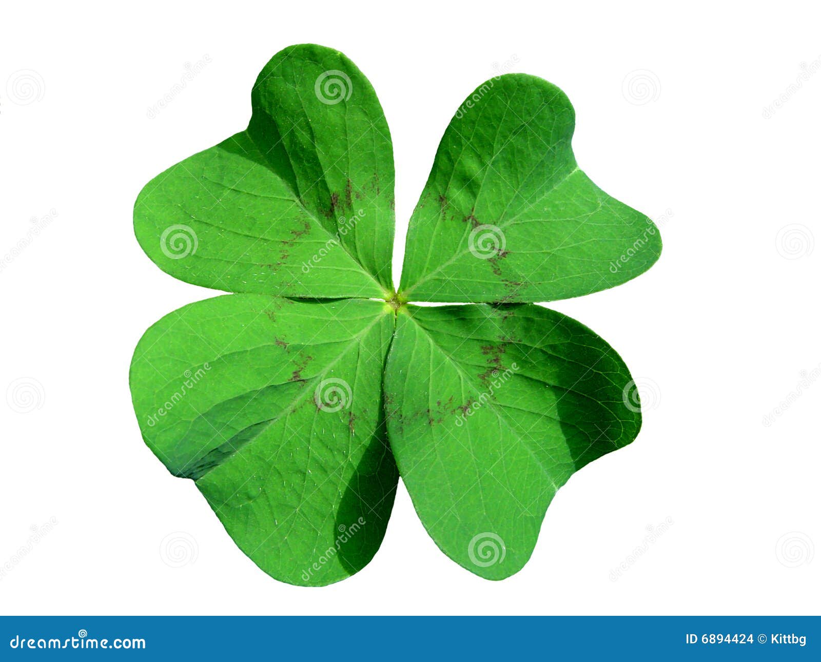 Four-Leaved Clover stock photo. Image of photosynthesis - 6894424