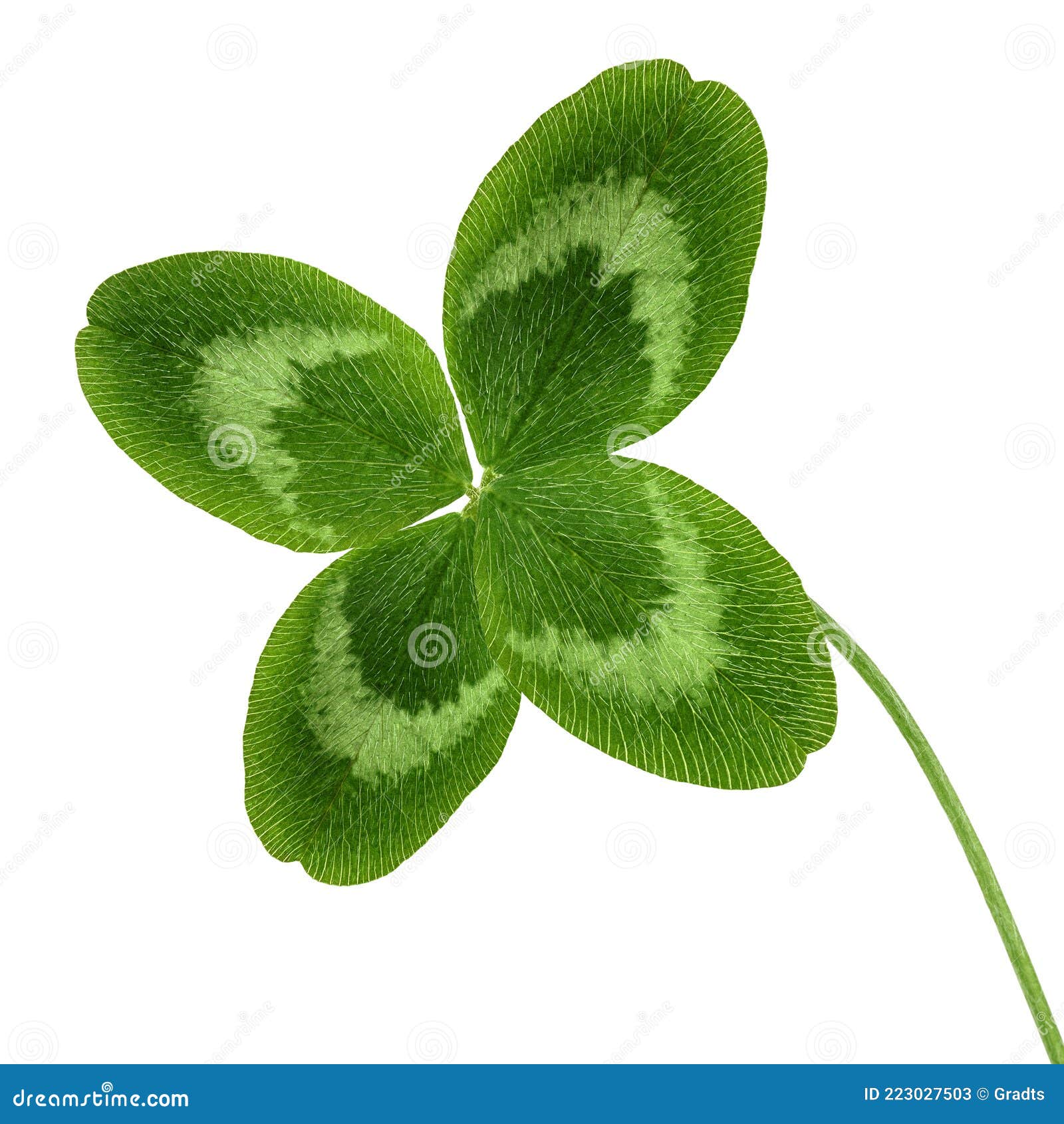 Four Leaved Clover Luck Symbol Sign Stock Image - Image of clover ...