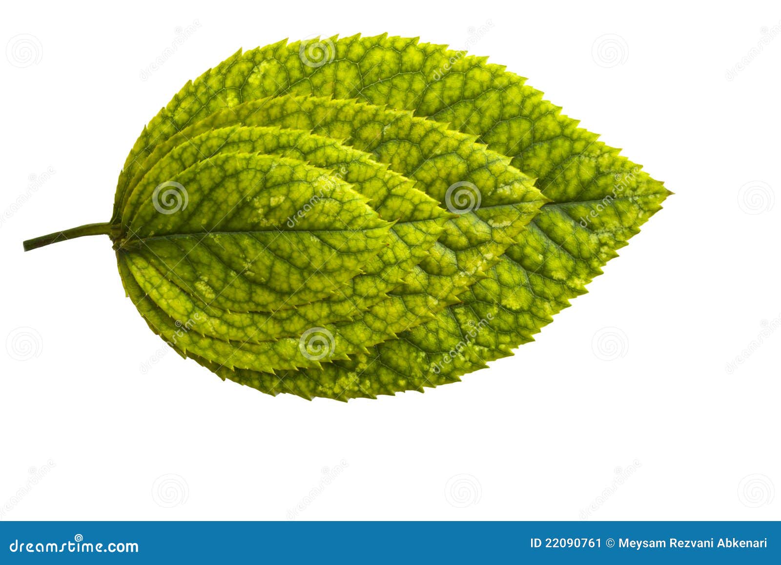 Four leaves stock image. Image of color, veins, group - 22090761