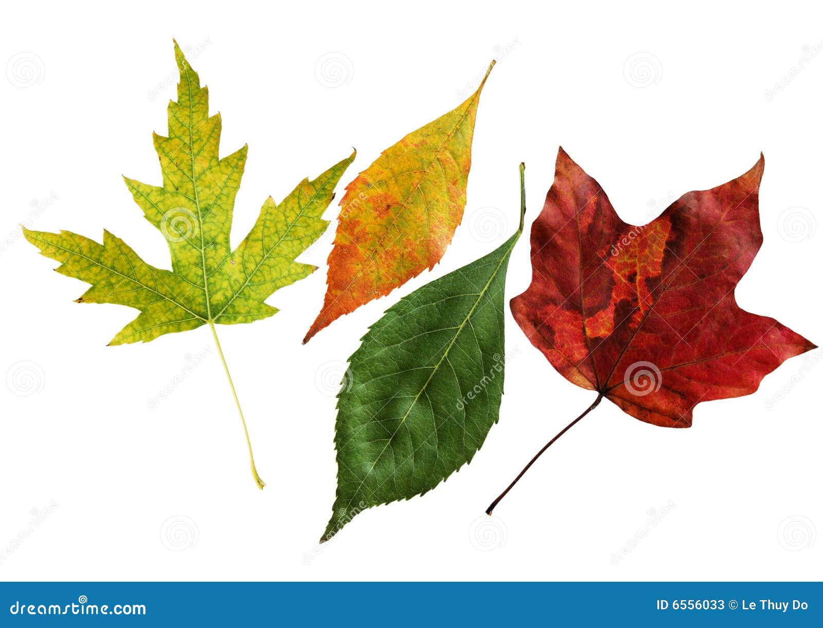 Four Leaves stock image. Image of nature, vein, element - 6556033