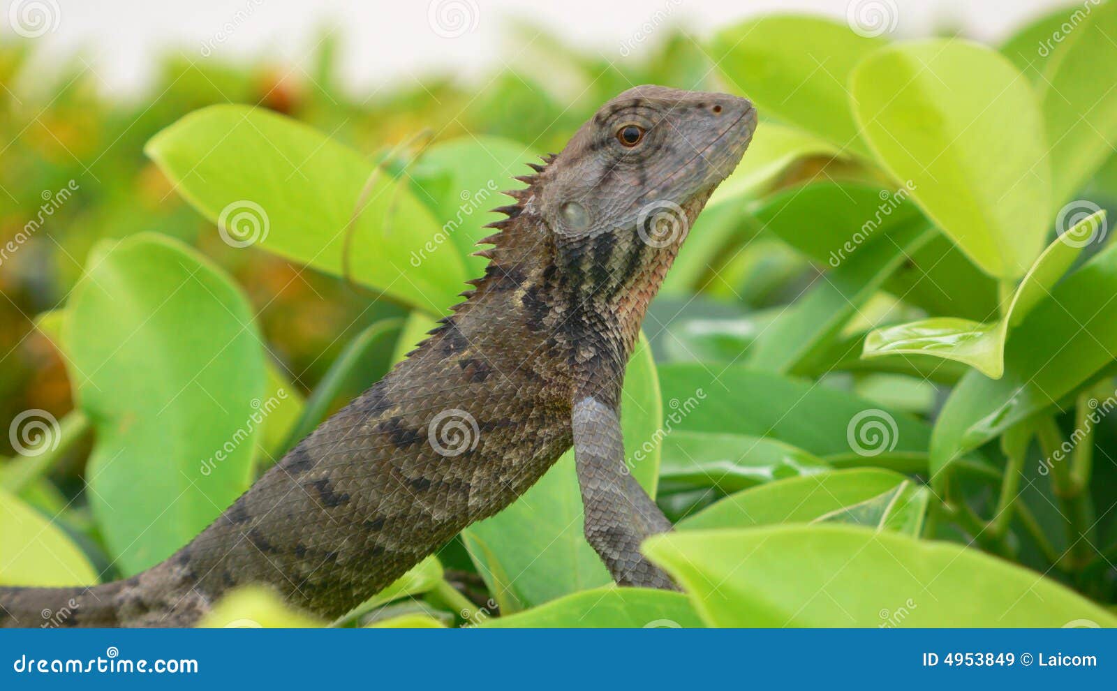 The four-legged snakes stock image. Image of wildlife - 4953849