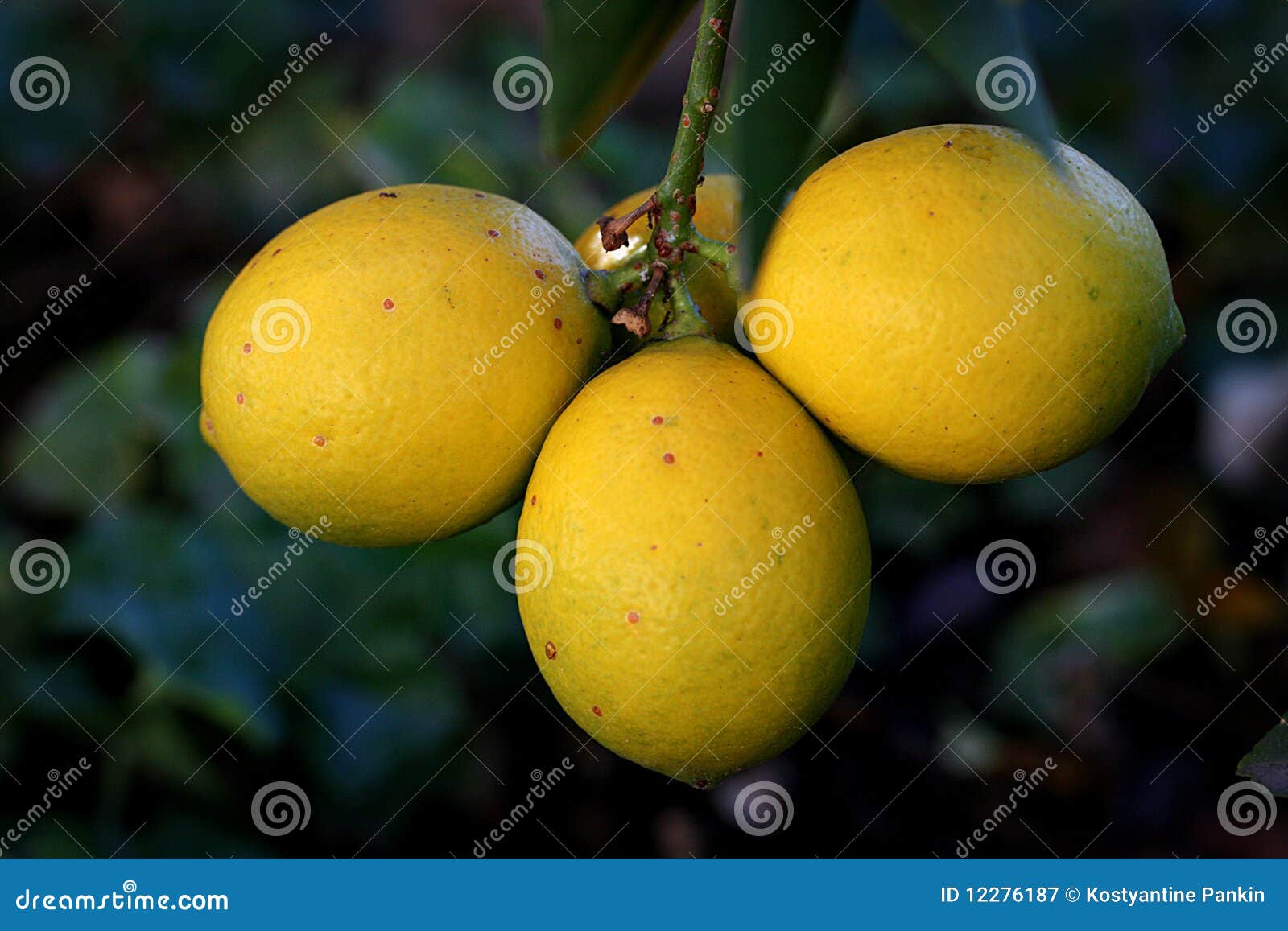 Four lemons stock image. Image of citrus, ripe, grow - 12276187