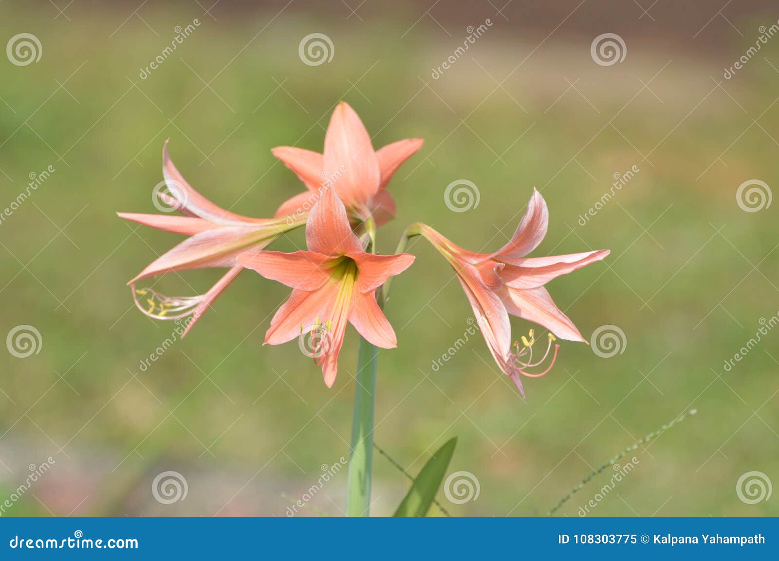 Four Lilly Flowers in park stock image. Image of trunk - 108303775