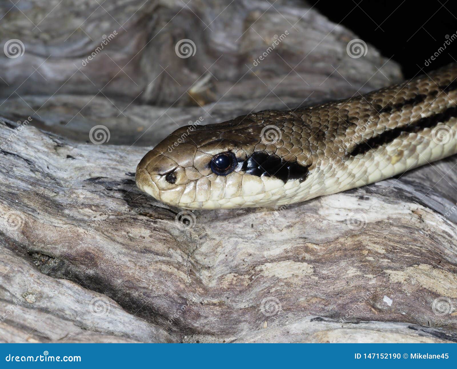 Four-lined Snake, Elaphe Quatuorlineata Stock Photo - Image of reptile ...