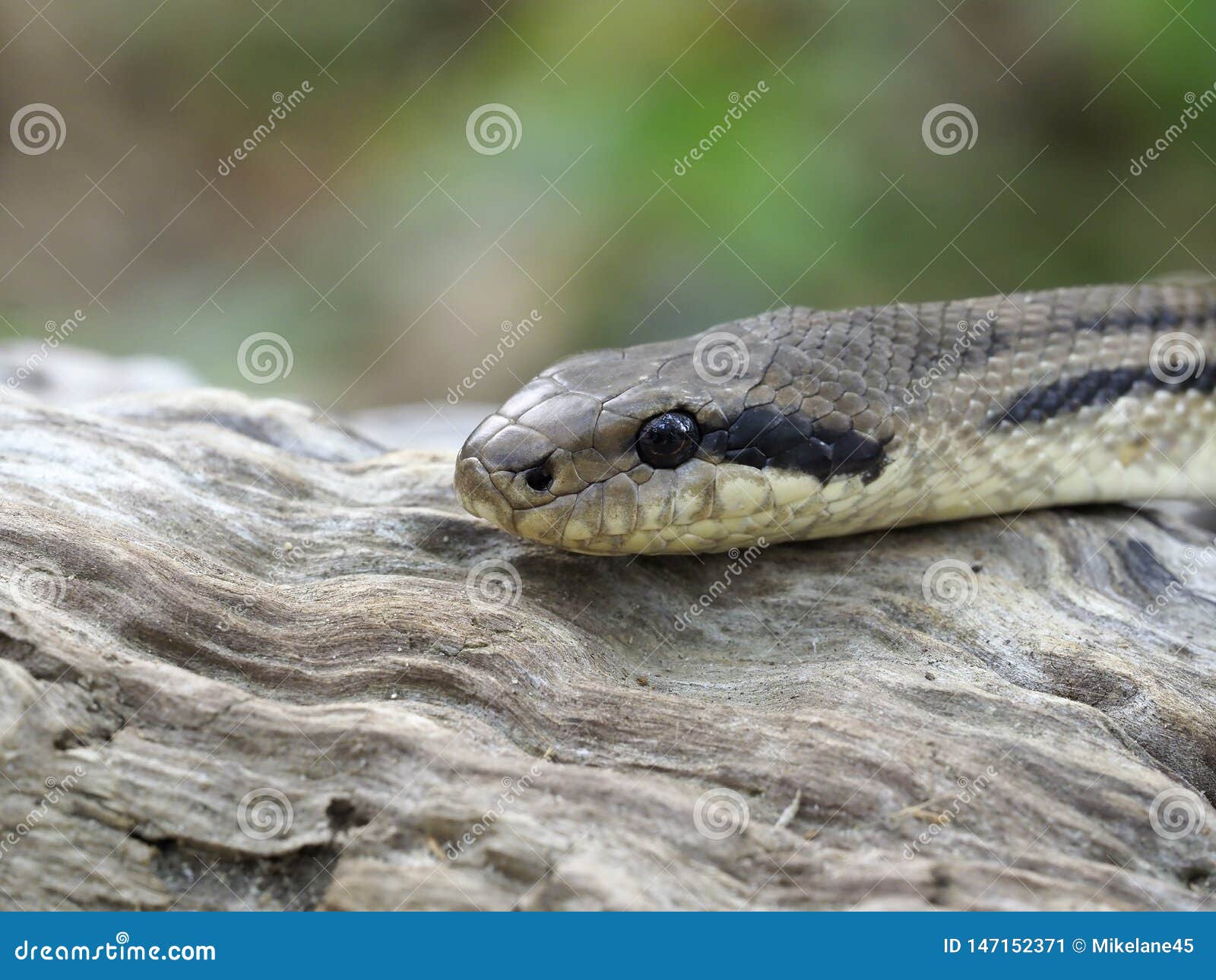 Four-lined Snake, Elaphe Quatuorlineata Stock Image - Image of reptile ...