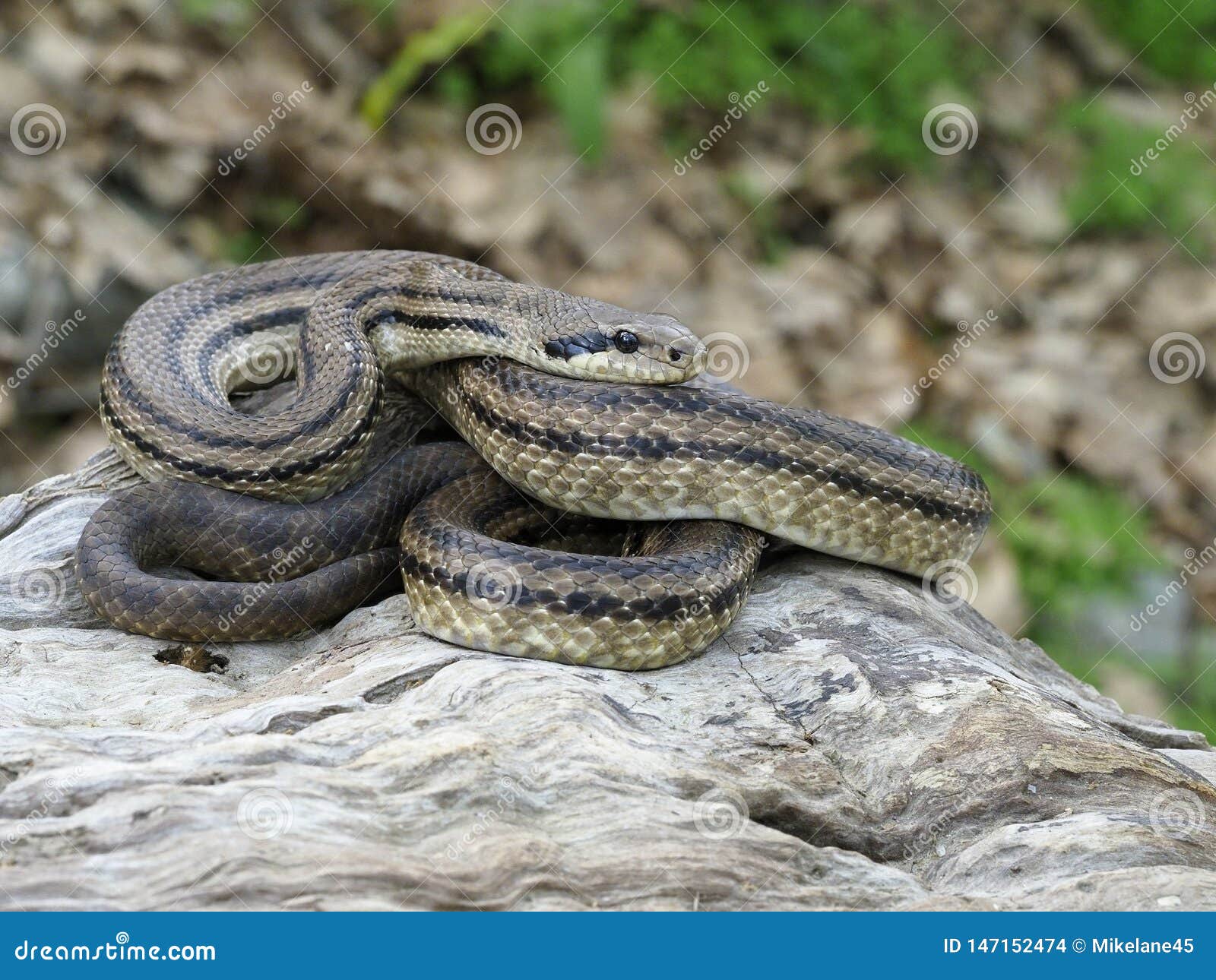 Four-lined Snake, Elaphe Quatuorlineata Stock Photo - Image of european ...