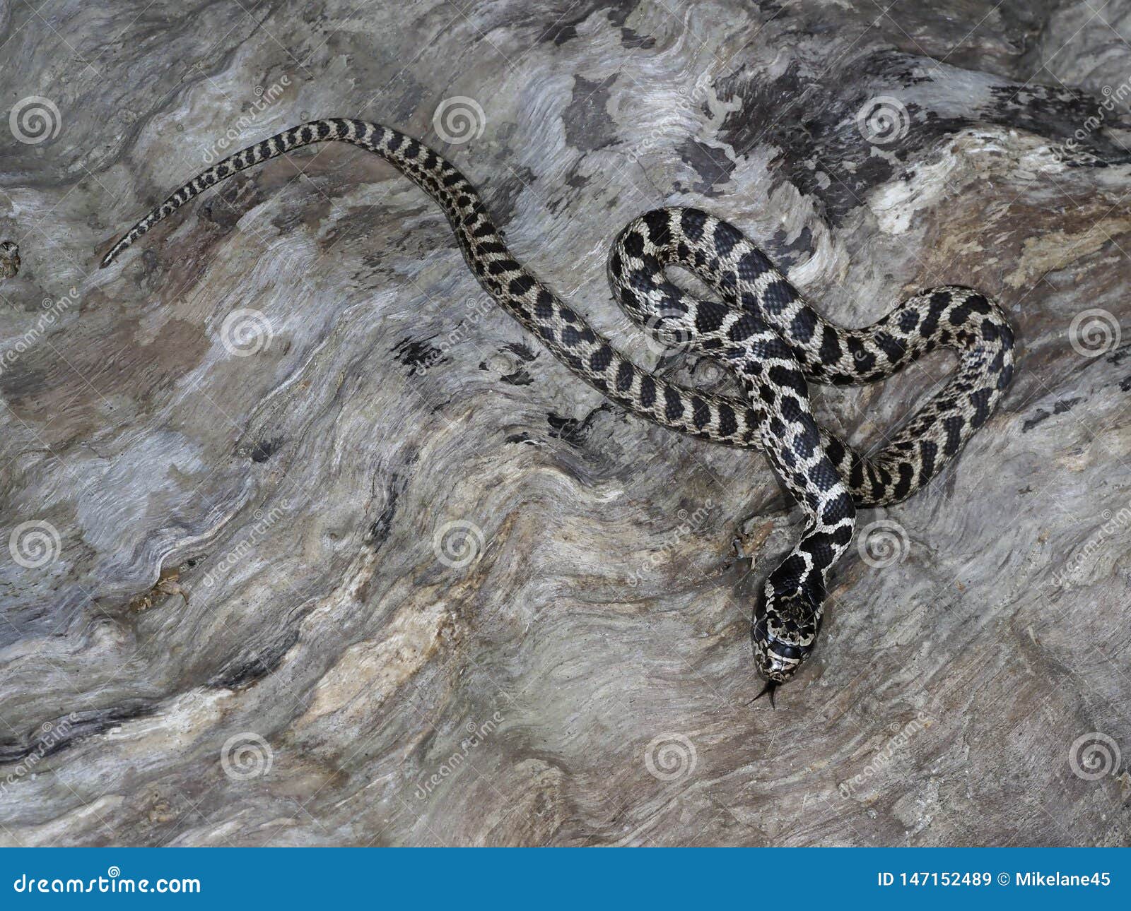 Four-lined Snake, Elaphe Quatuorlineata Stock Image - Image of ...