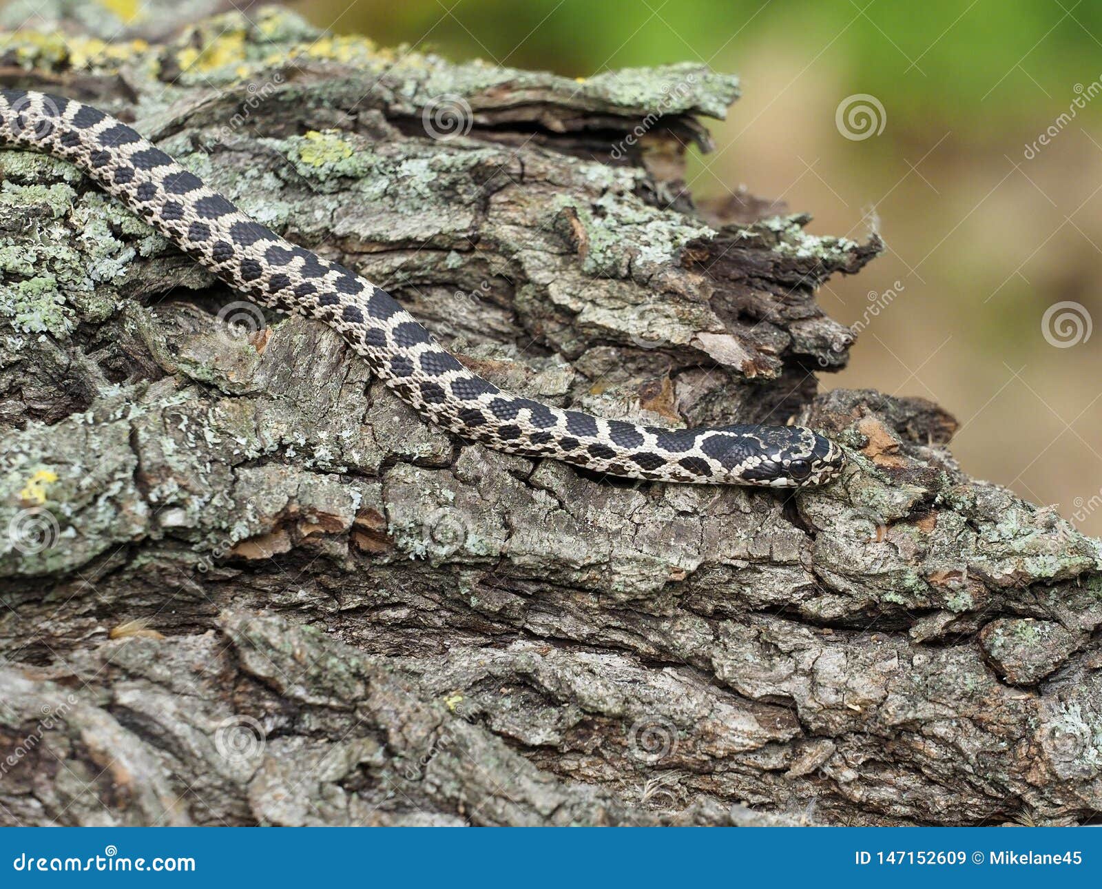 Four-lined Snake, Elaphe Quatuorlineata Stock Image - Image of europe ...