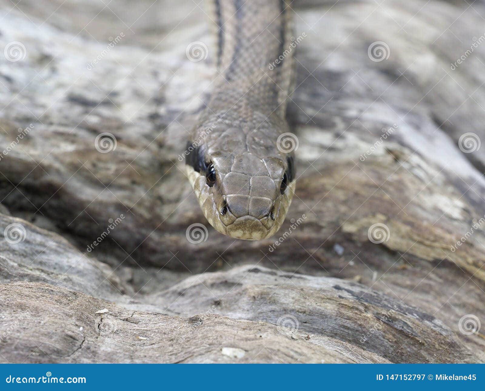 Four-lined Snake, Elaphe Quatuorlineata Stock Image - Image of wildlife ...