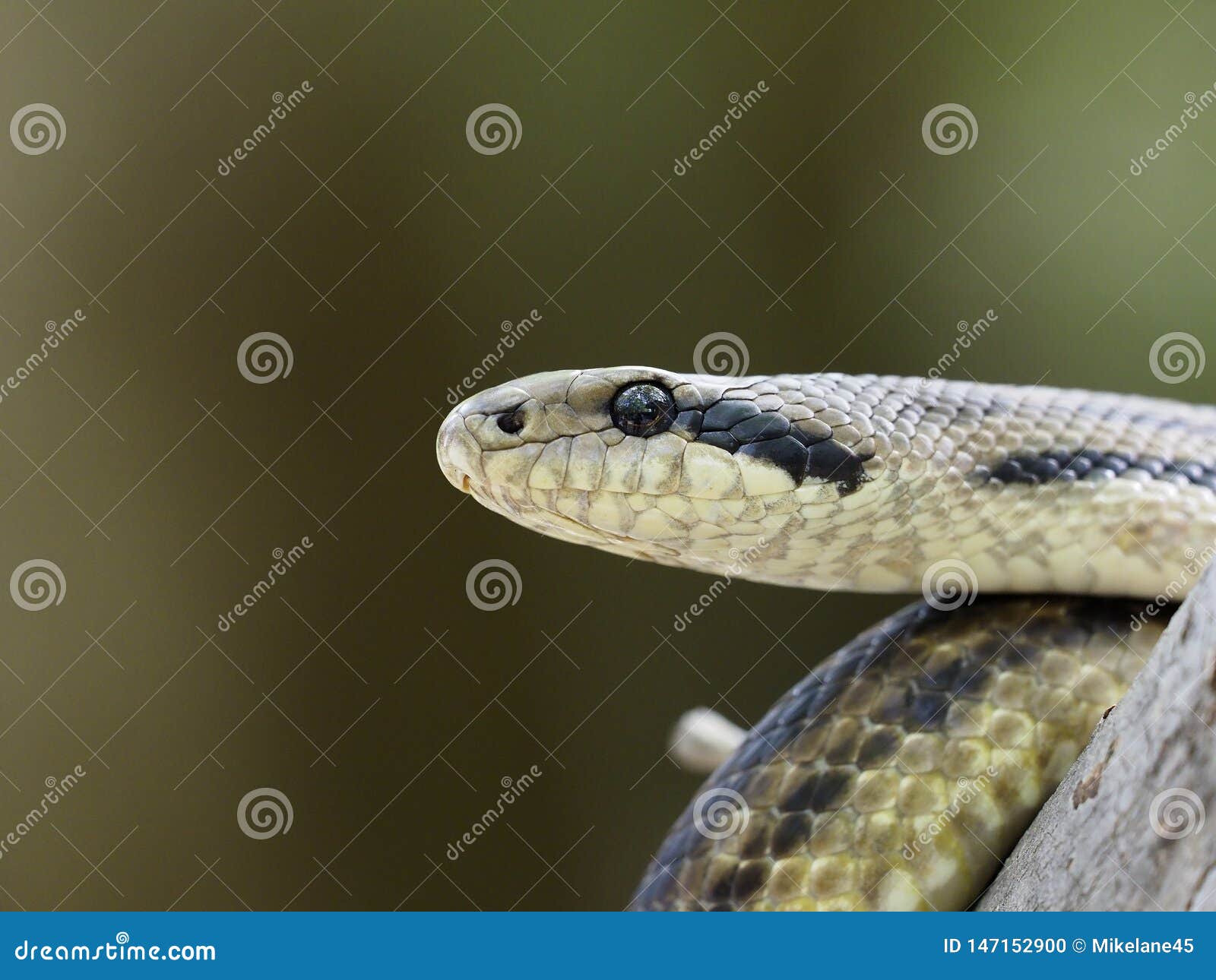 Four-lined Snake, Elaphe Quatuorlineata Stock Photo - Image of april ...