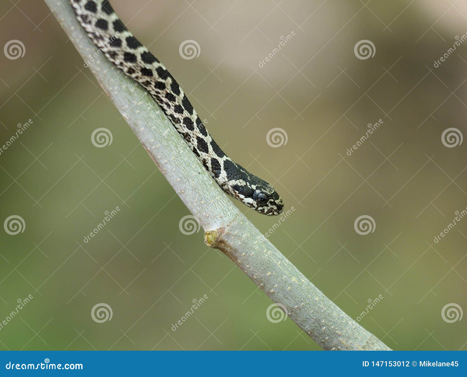 Four-lined Snake, Elaphe Quatuorlineata Stock Photo - Image of fauna ...