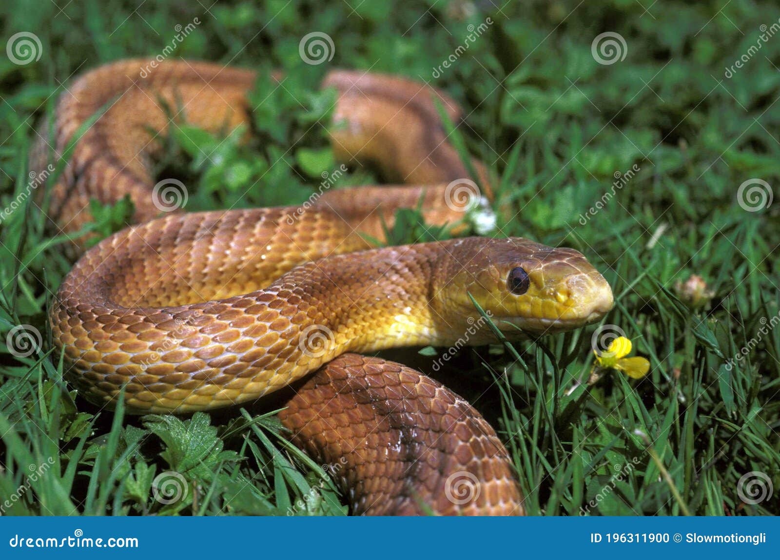 Four-Lined Snake, Elaphe Quatuorlineata Stock Photo - Image of snake ...