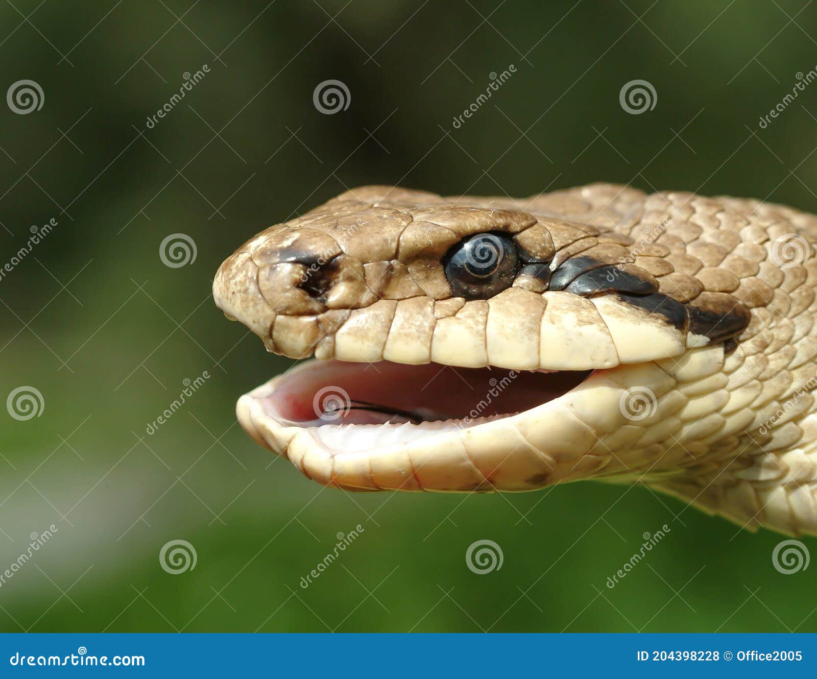 Snake Lined With Pebbles And Branches On The Sand. Royalty-Free Stock ...