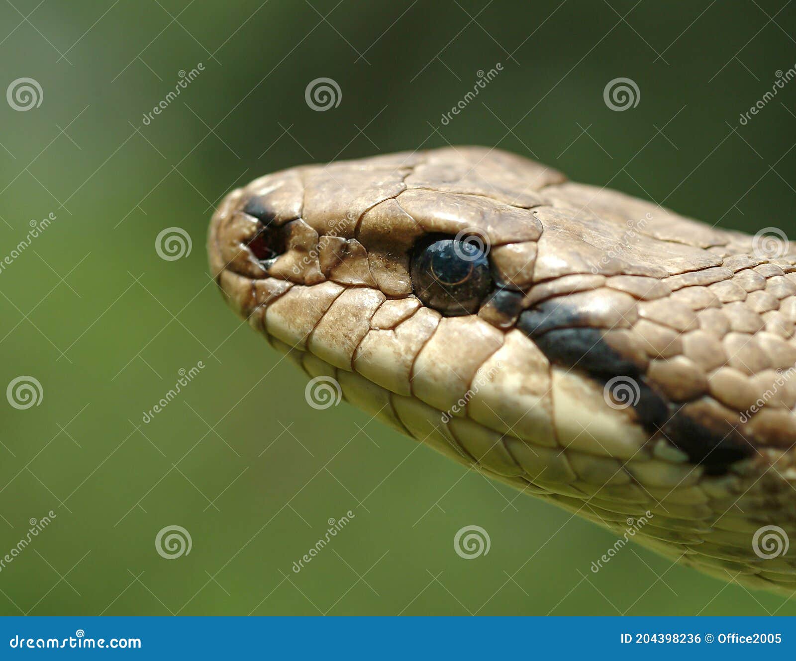 Four Lined Snake, Elaphe Quatuorlineata Stock Photo - Image of greece ...