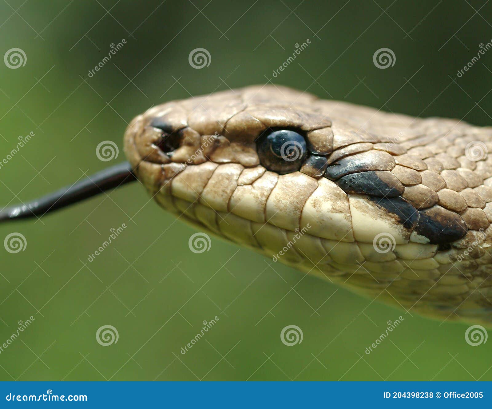Four Lined Snake, Elaphe Quatuorlineata Stock Photo - Image of lined ...