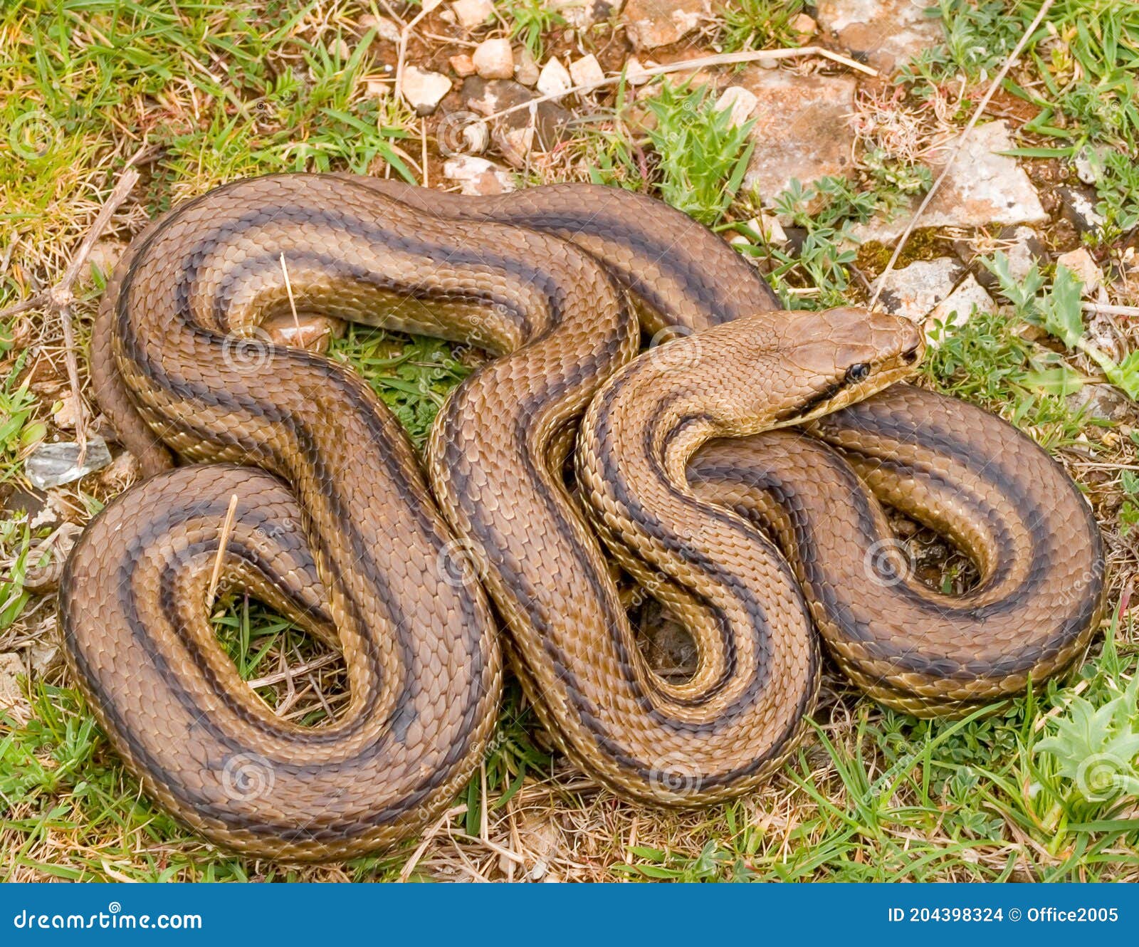 Snake Lined With Pebbles And Branches On The Sand. Royalty-Free Stock ...