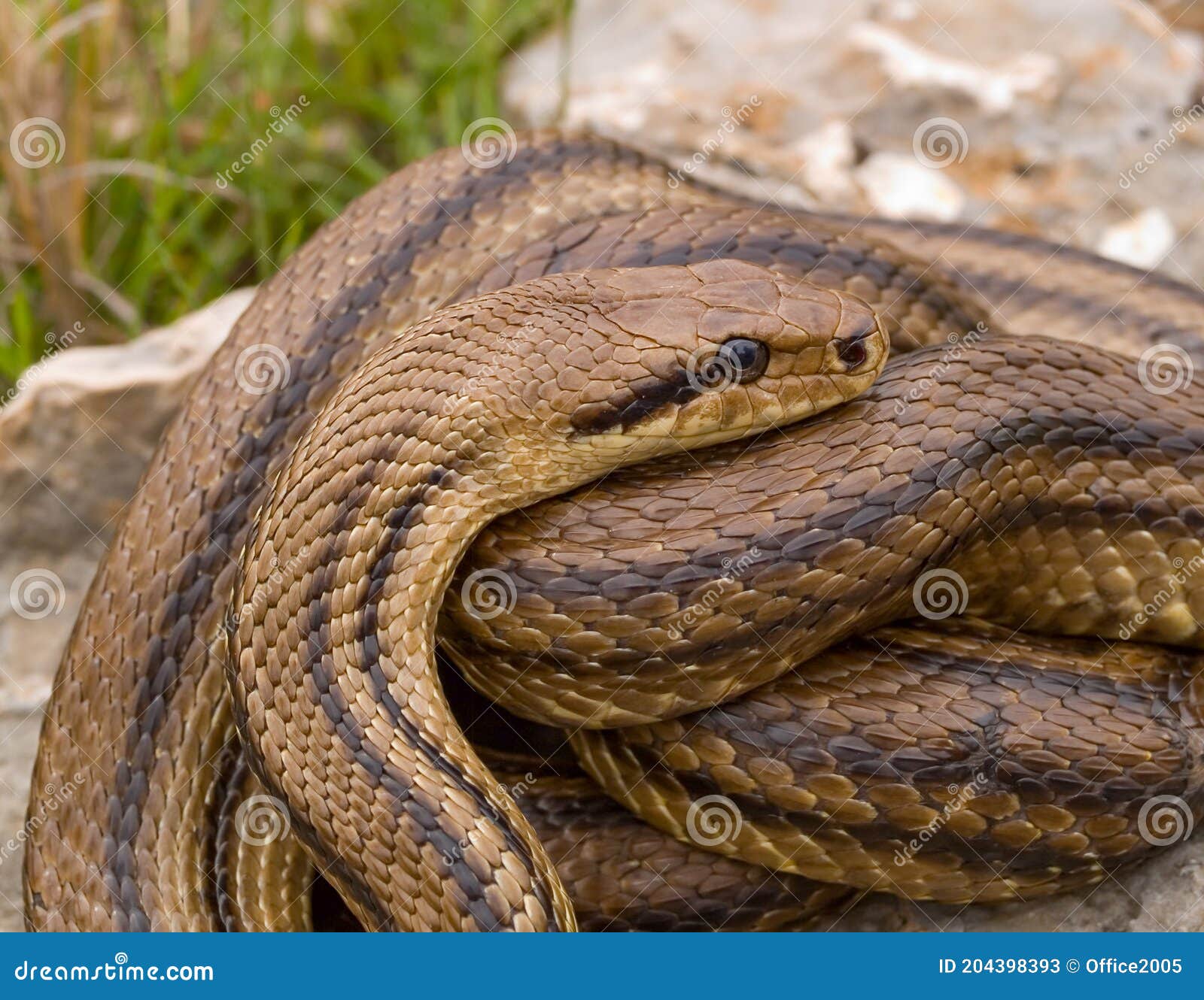 Four Lined Snake, Elaphe Quatuorlineata Stock Image - Image of ground ...